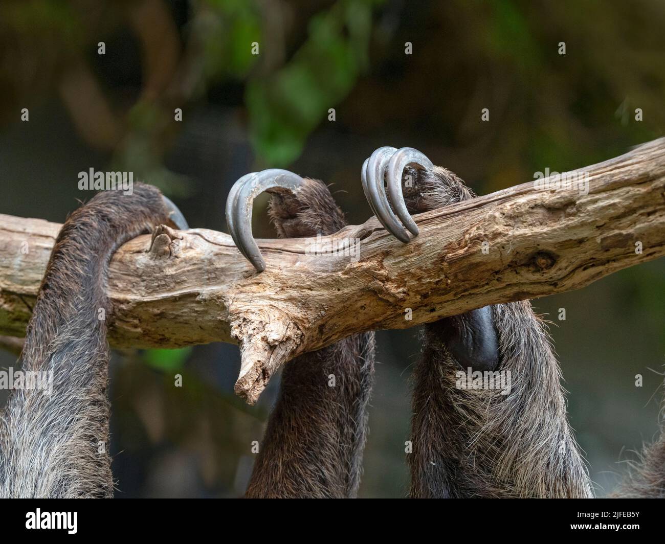 Linnaeus's two-toed sloth Choloepus didactylus also known as the ...