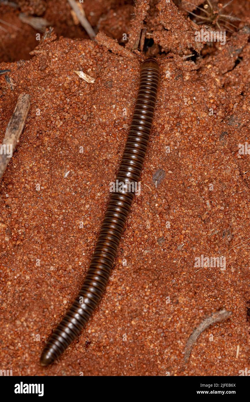 Worm like millipedes hi-res stock photography and images - Alamy