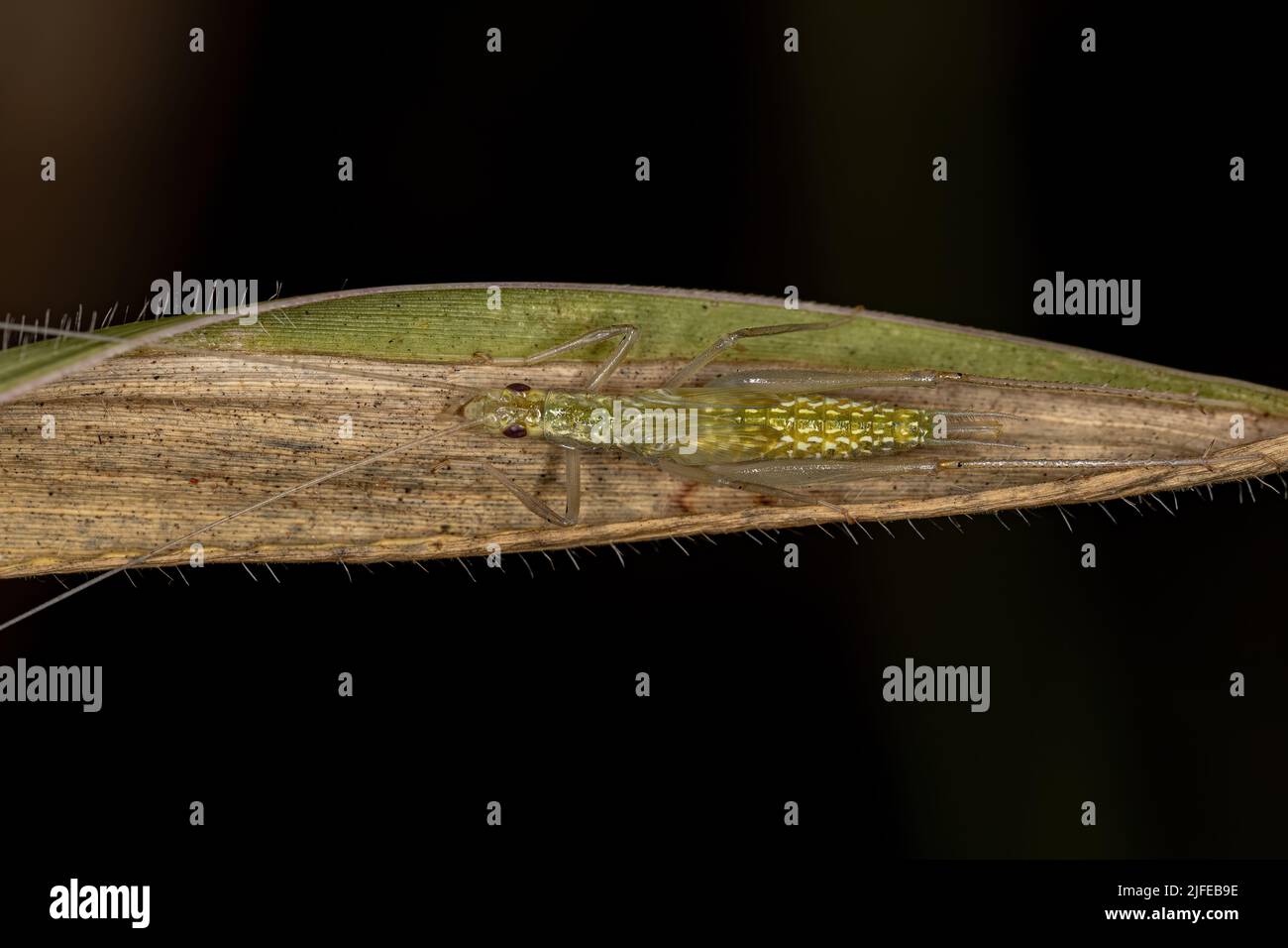 Common Tree Cricket Nymph of the Genus Oecanthus Stock Photo - Alamy