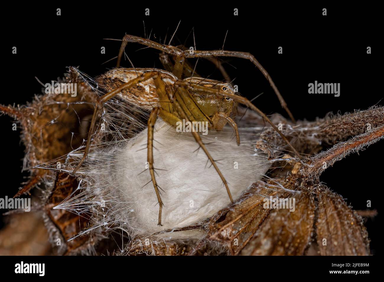 Adult Female Striped Lynx Spider of the species Oxyopes salticus ...