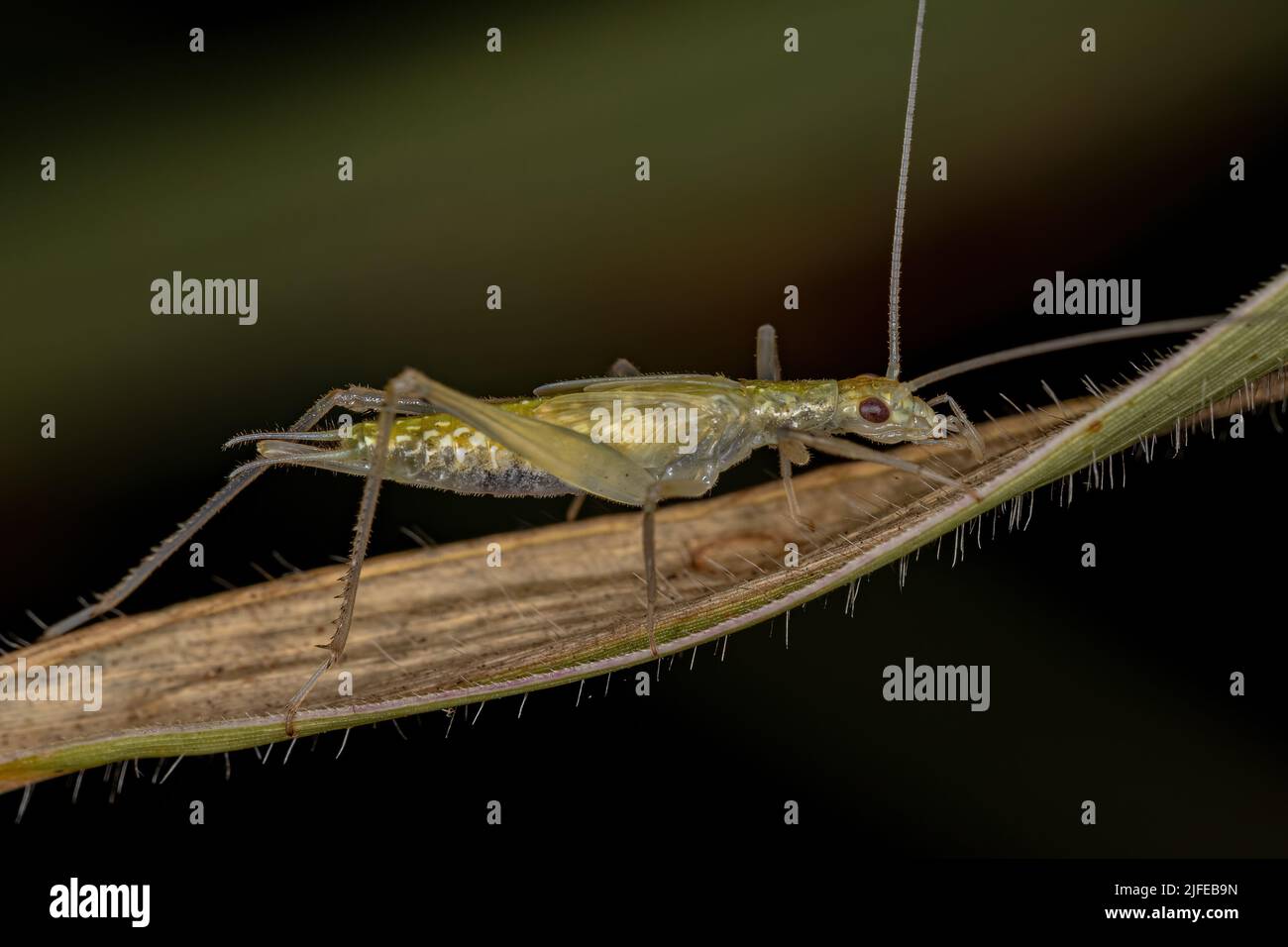 Common Tree Cricket Nymph of the Genus Oecanthus Stock Photo - Alamy