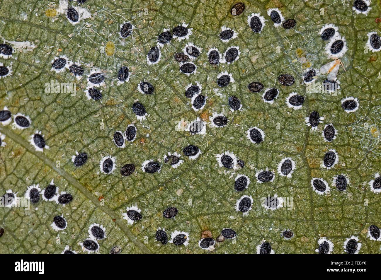 Hemiptera aleyrodidae hi-res stock photography and images - Alamy