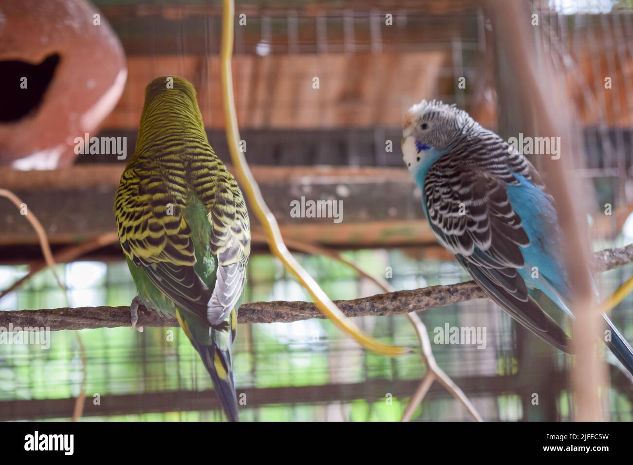 Beautiful love birds in cage Stock Photo - Alamy