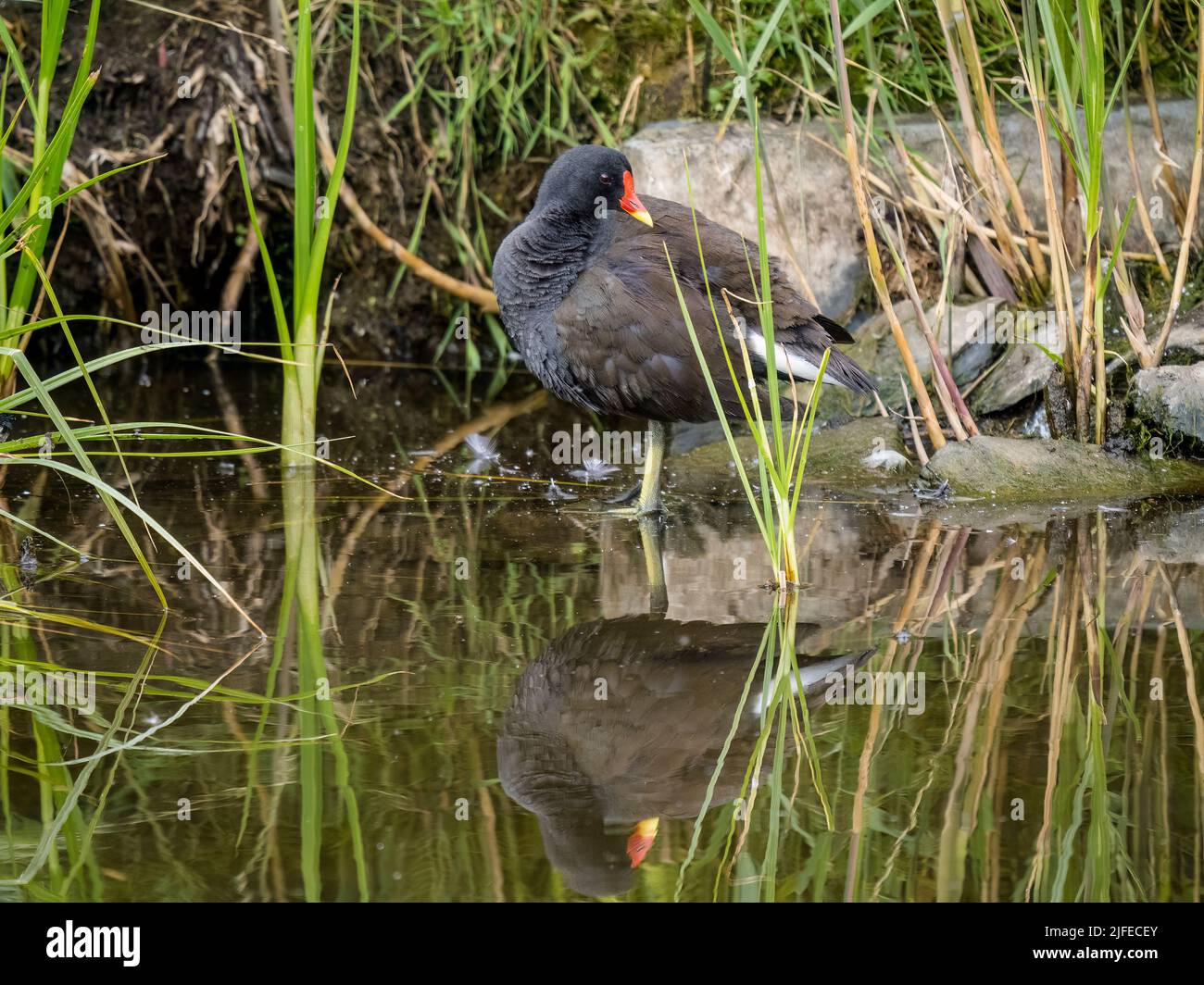 Welsh nature hi-res stock photography and images - Alamy
