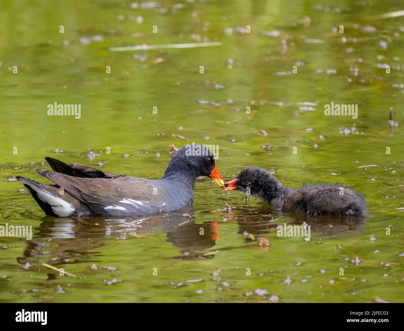 Welsh nature reserve hi-res stock photography and images - Alamy