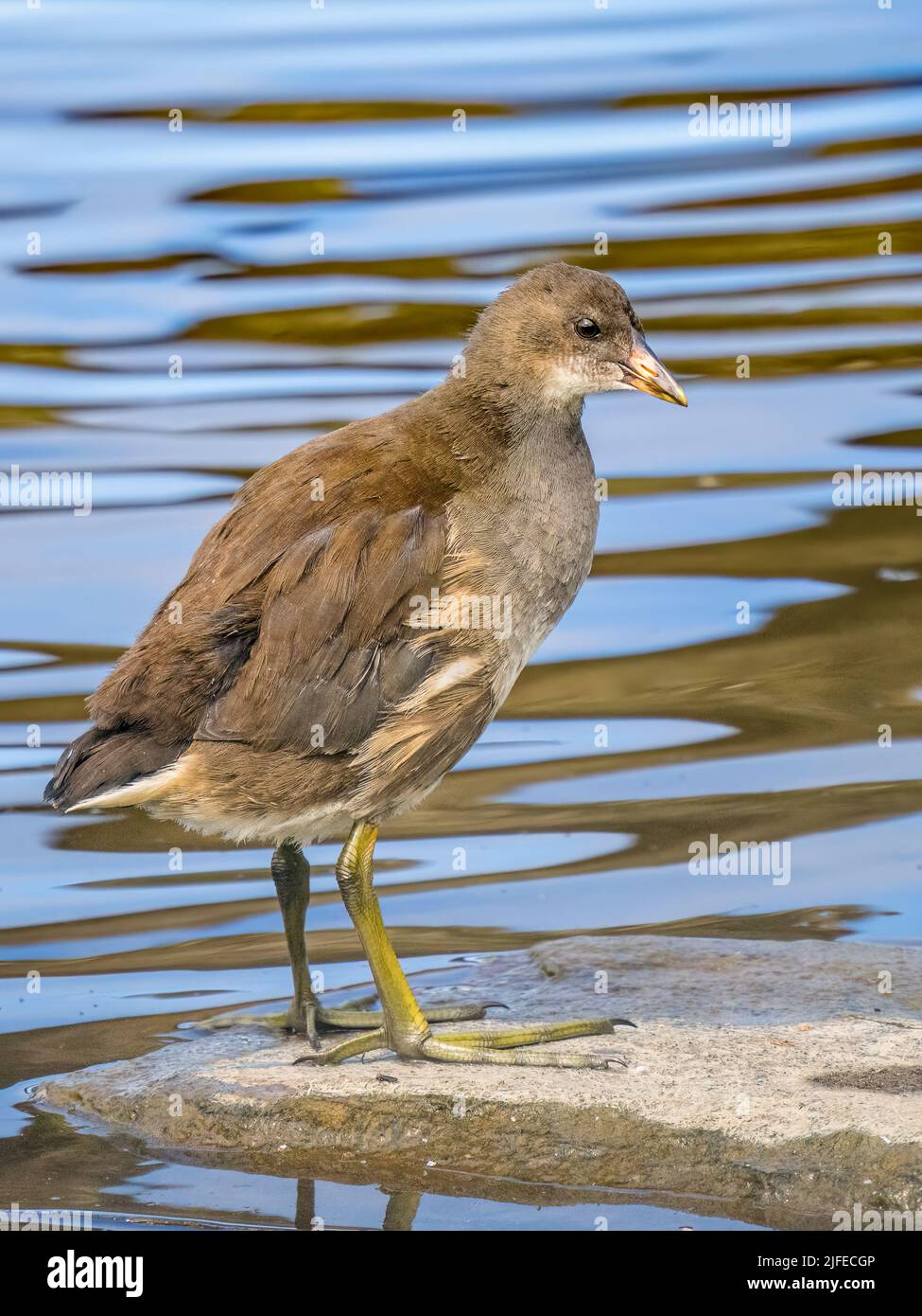 Welsh nature hi-res stock photography and images - Alamy