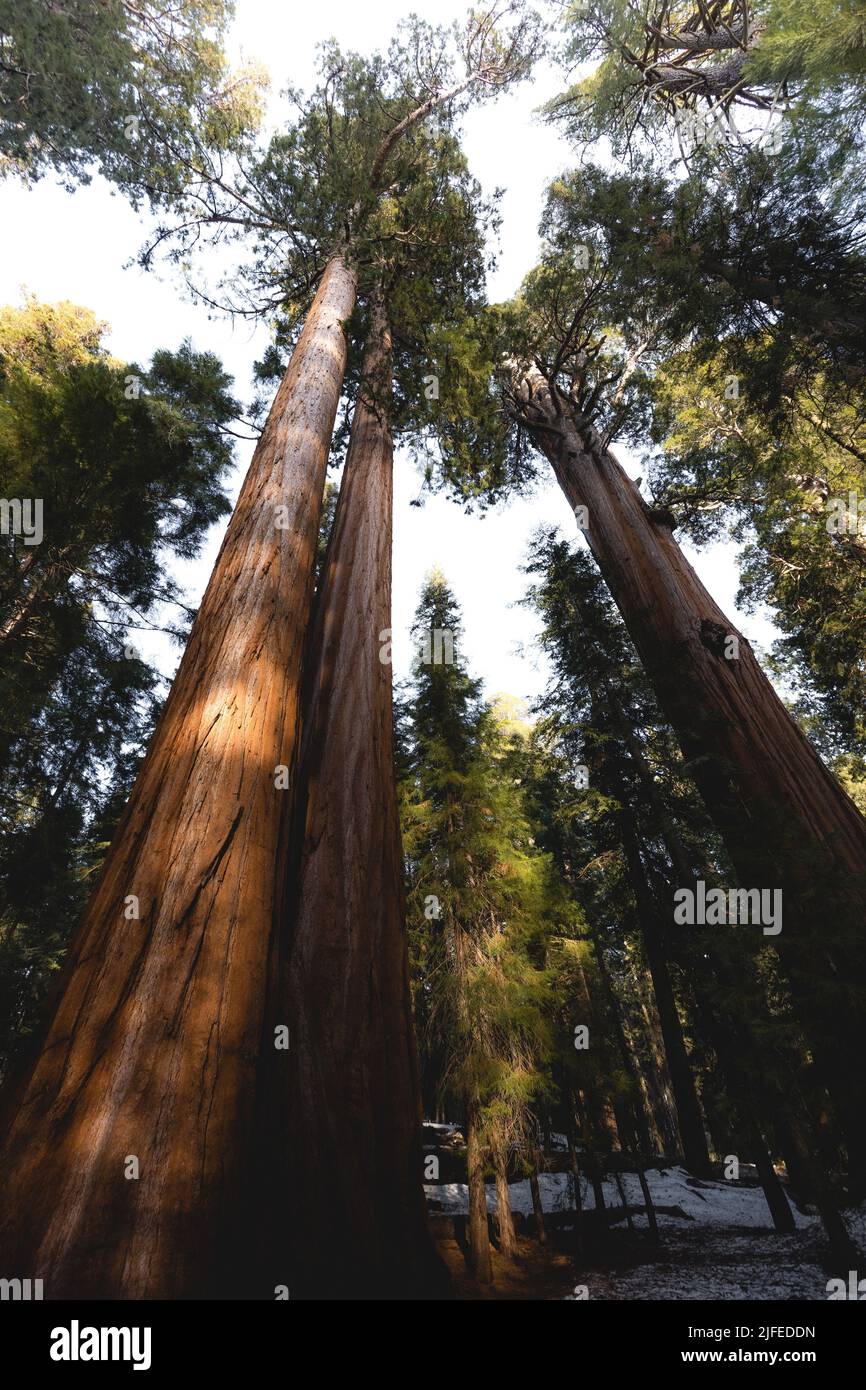 A beautiful landscape of sequoia trees in a forest Stock Photo - Alamy