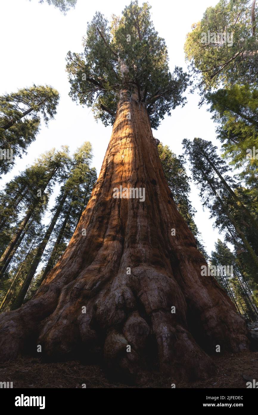 A beautiful landscape of sequoia trees in a forest Stock Photo - Alamy