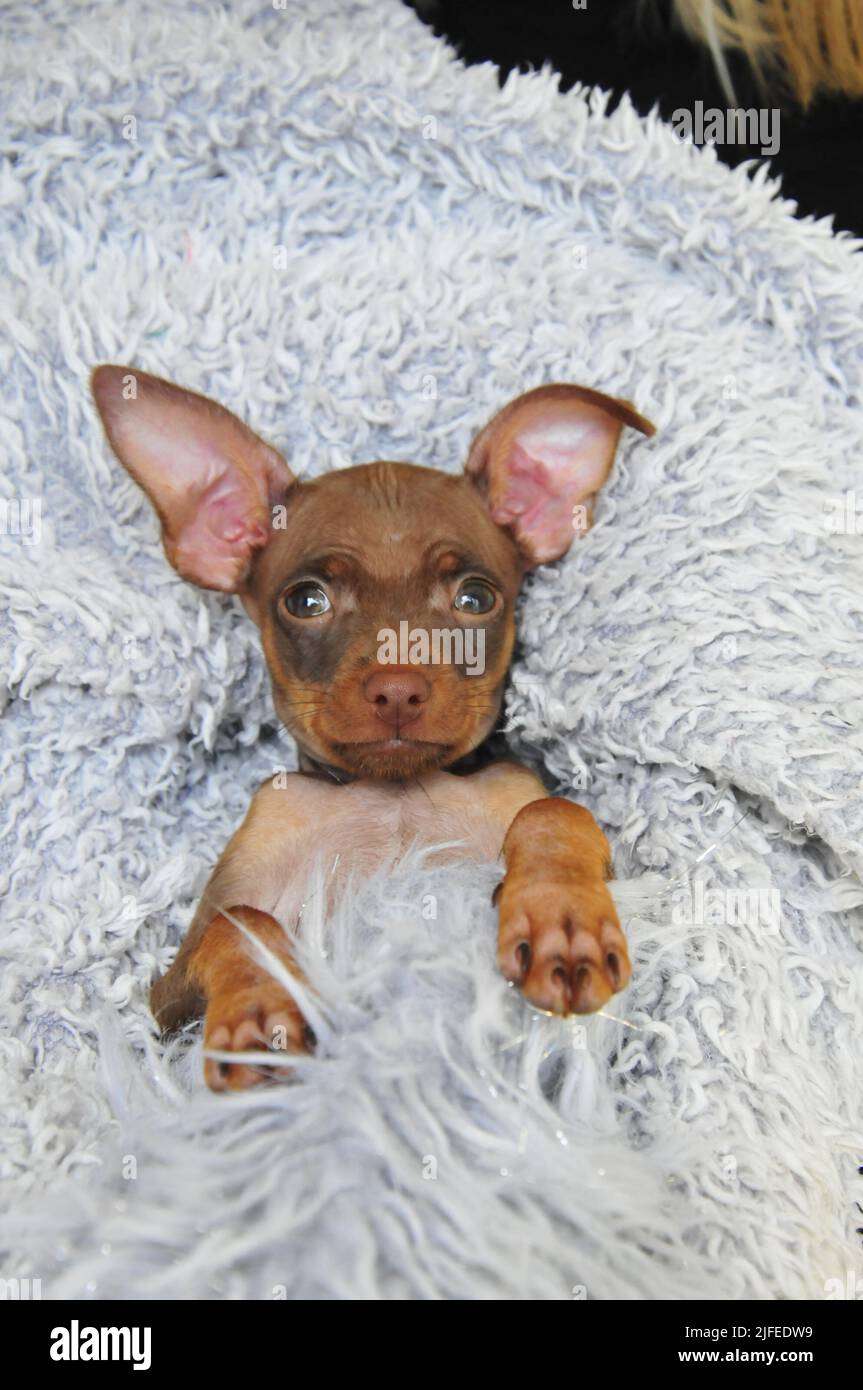 Russian toy terrier puppy Stock Photo - Alamy