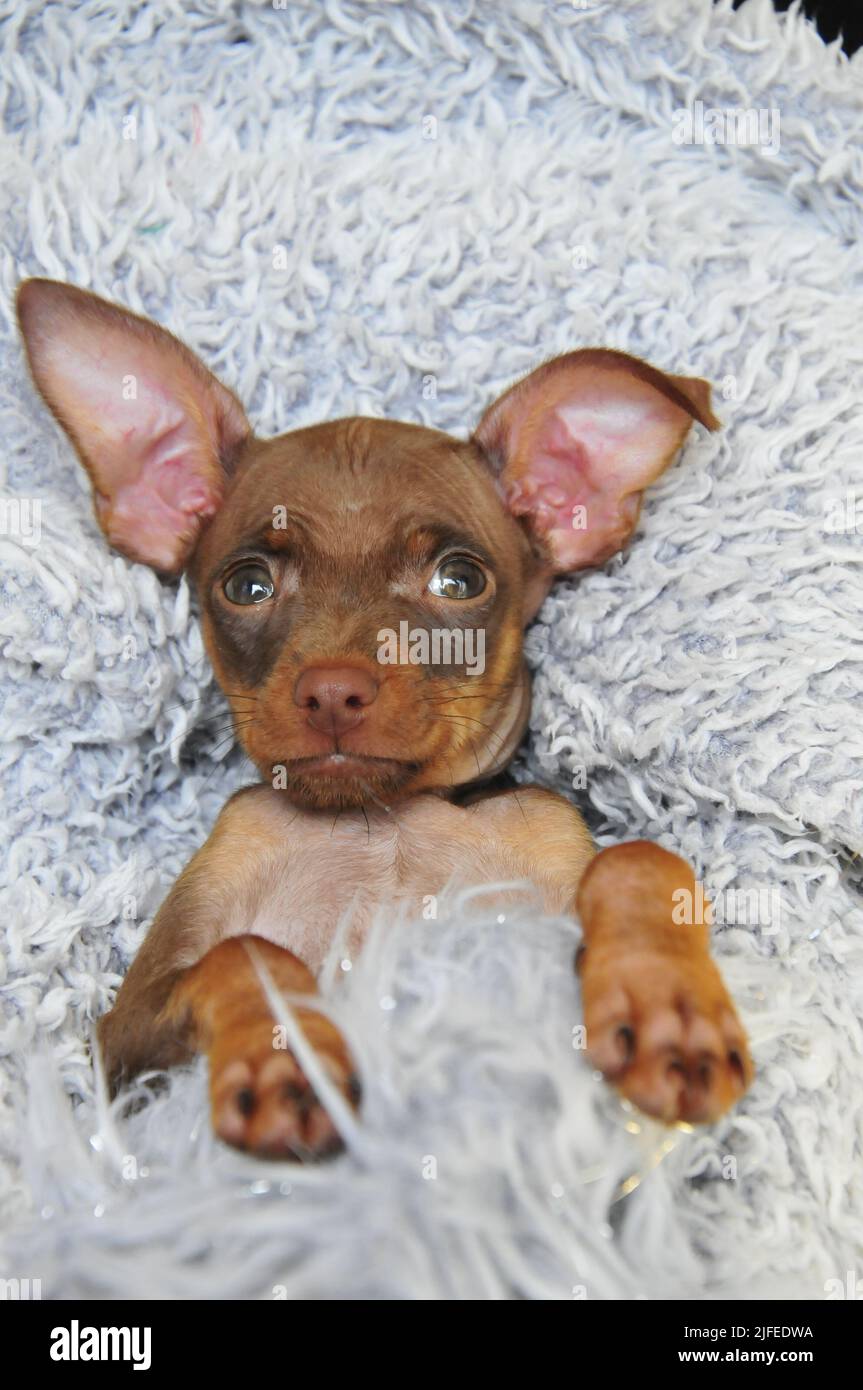 Russkiy toy hi-res stock photography and images - Alamy