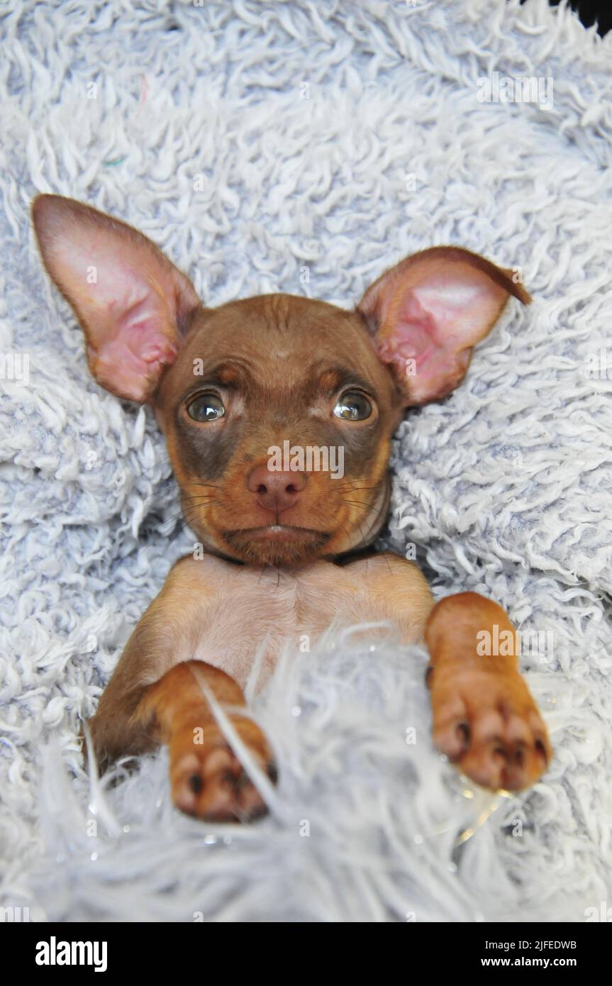 Russkiy toy hi-res stock photography and images - Alamy