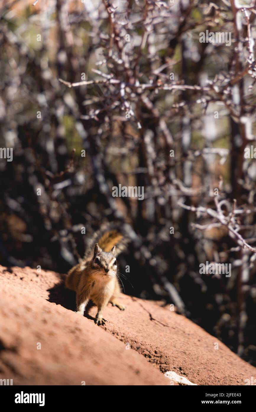 A selective of a Hopi chipmunk (Neotamias rufus) near a tree Stock ...
