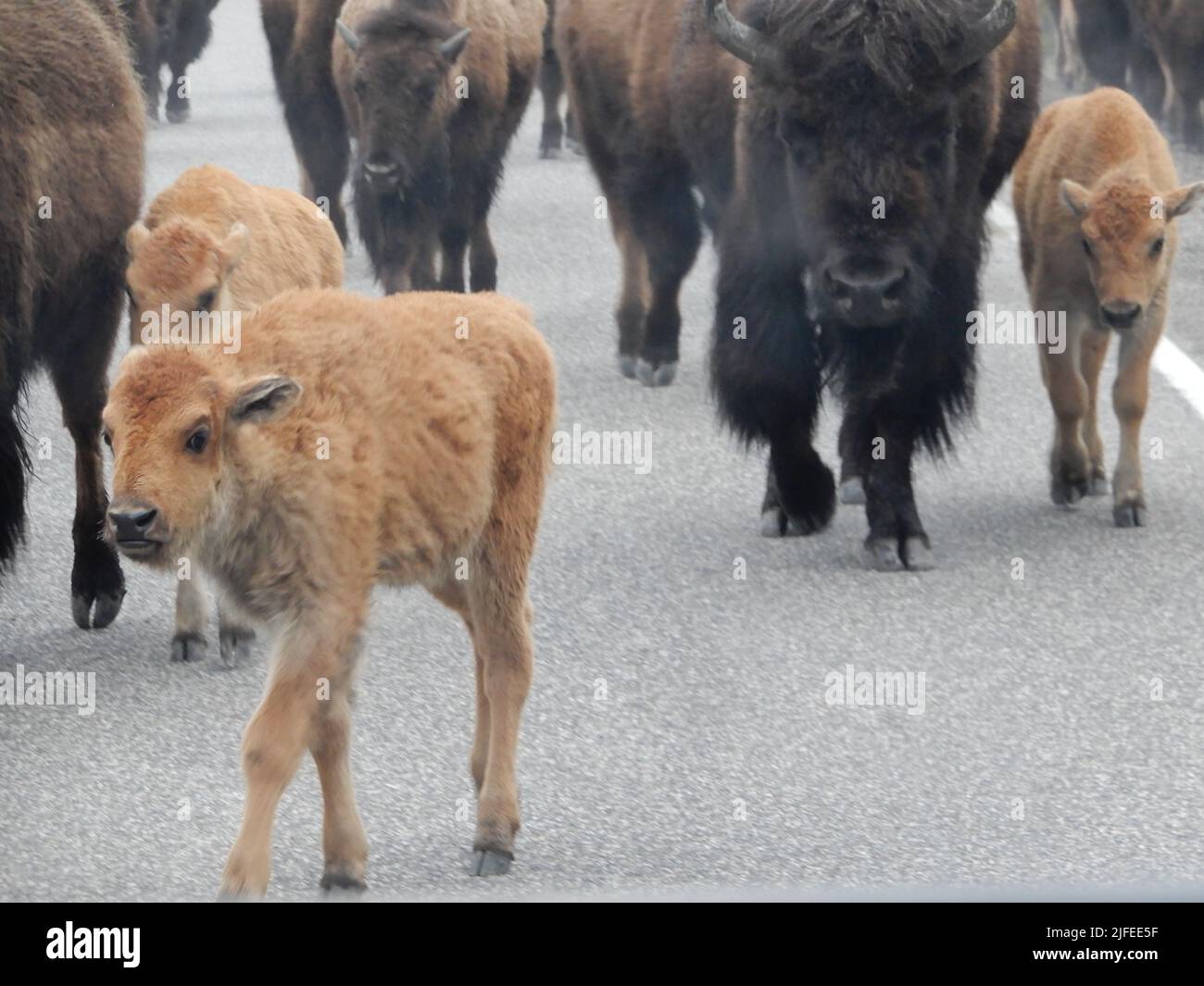 Yellowstone National Park, U.S.A. 5/21-24/2022. American Bison. 5,000 ...