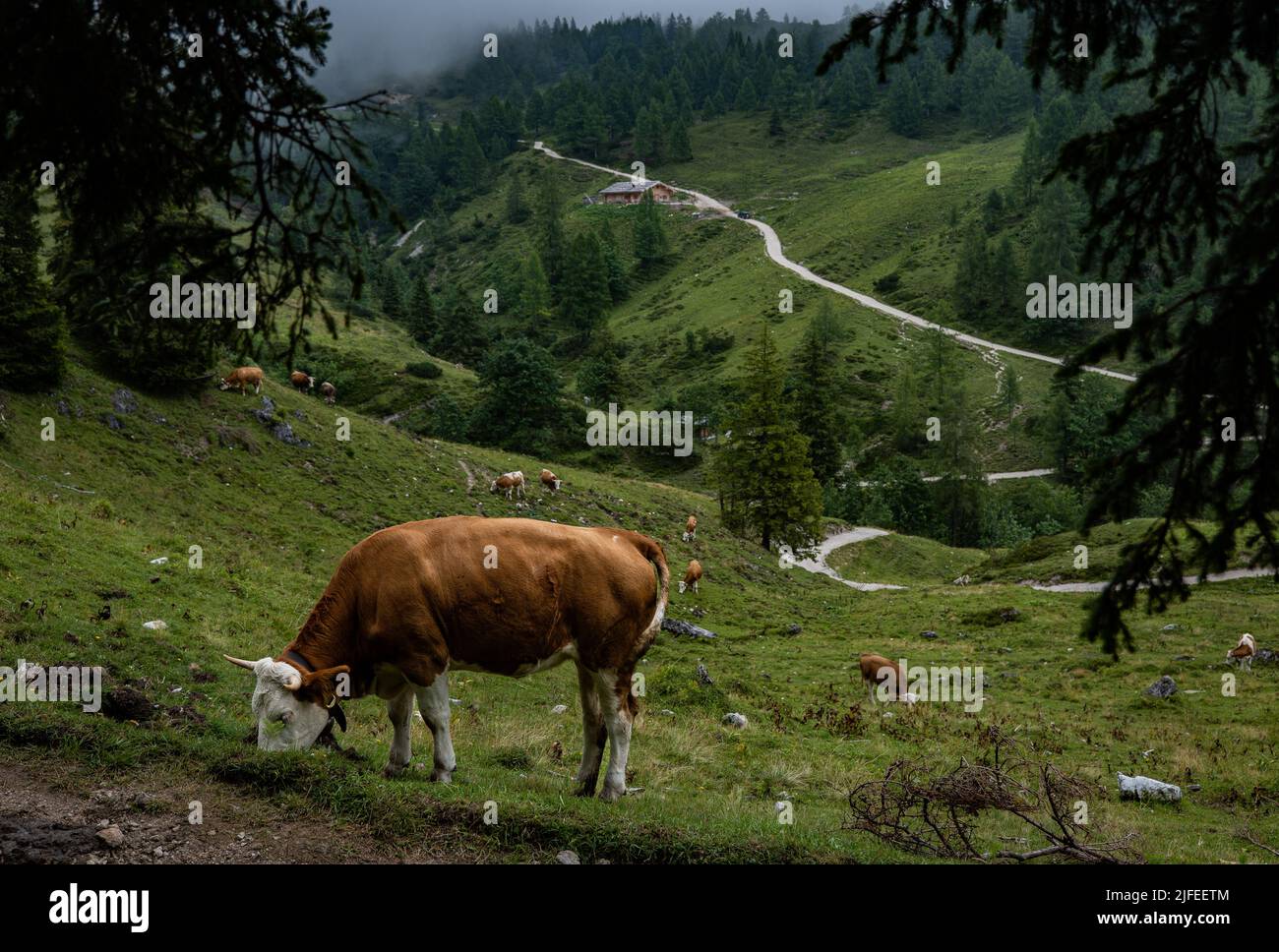 Cow in German alps, cloudy day, Berchtesgaden Stock Photo - Alamy