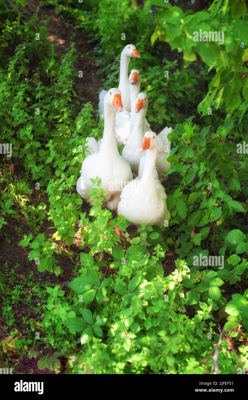 Real geese hi-res stock photography and images - Alamy