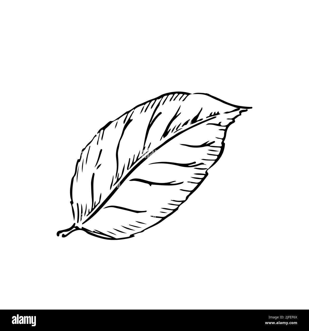 Leaf of lemon sketch in classic engraving style isolated on white Stock ...