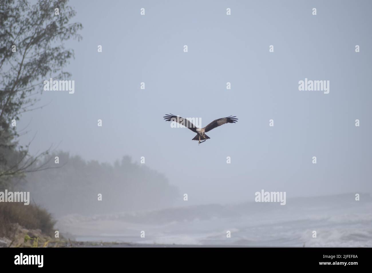 Indianeagle hi-res stock photography and images - Alamy