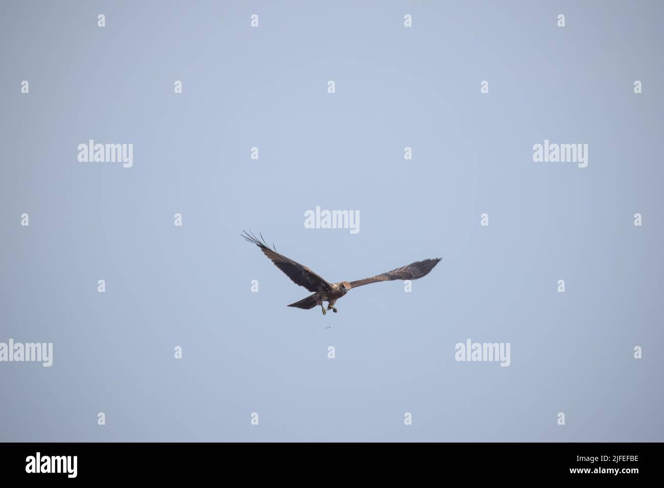 Indianeagle hi-res stock photography and images - Alamy