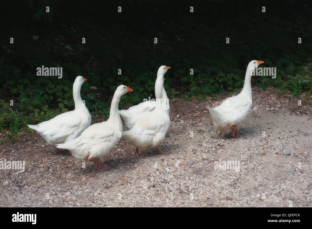 Four white geese follow one male goose who leads them along a beautiful ...