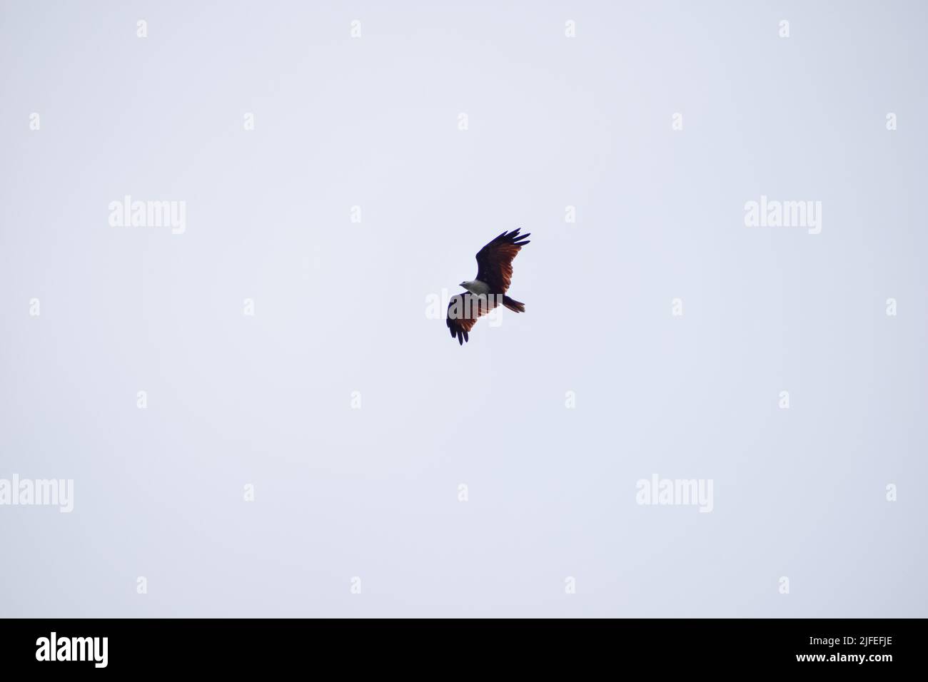 The auspicious eagle in flight. Vie from land Stock Photo - Alamy