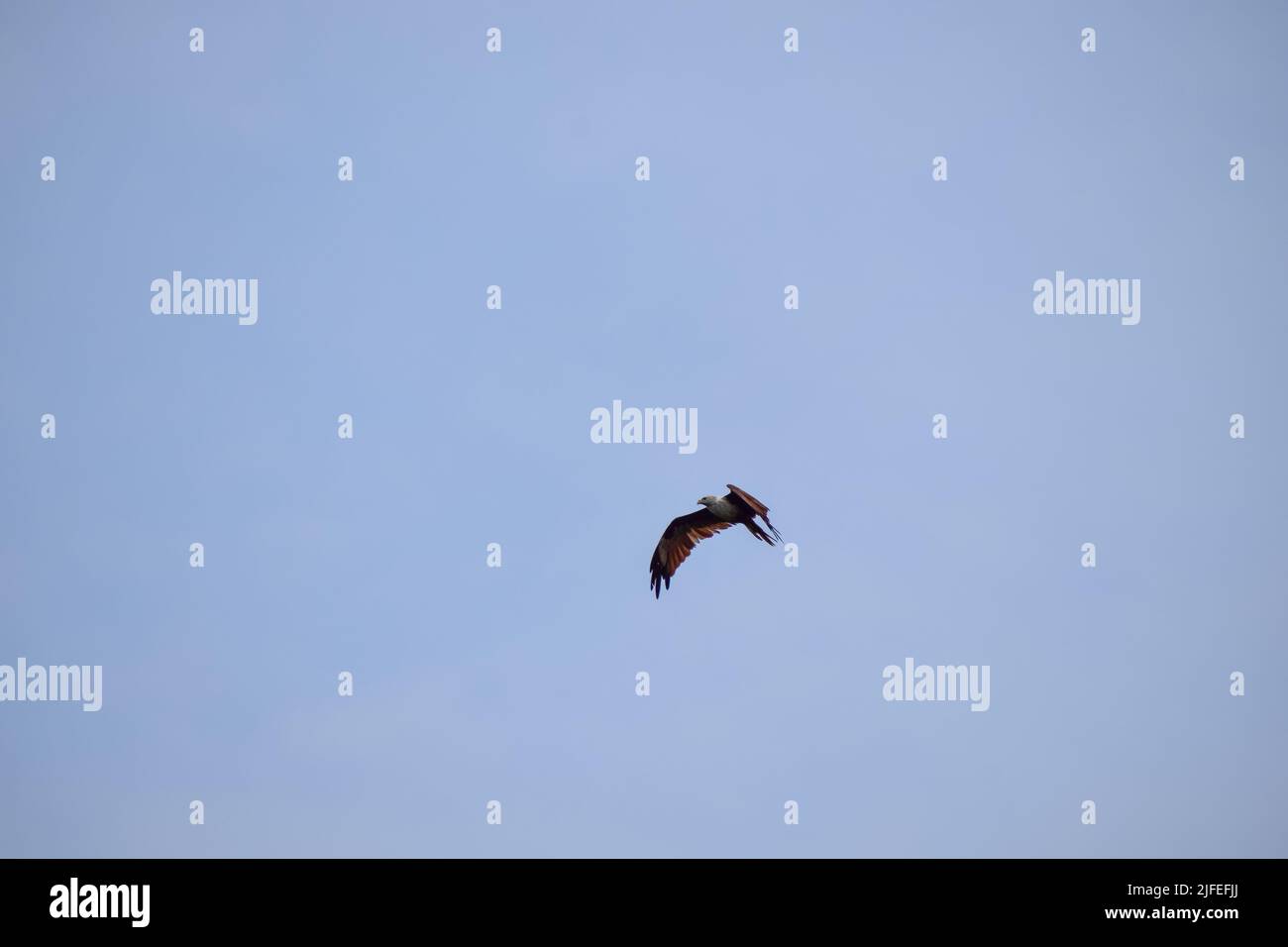 Krishna parunthu hi-res stock photography and images - Alamy