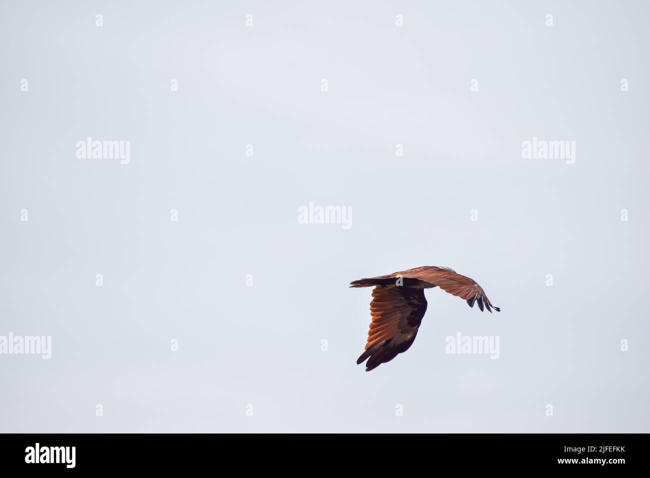 Parunthu hi-res stock photography and images - Alamy