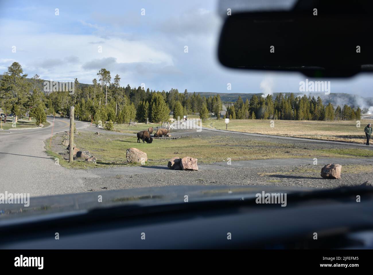 Yellowstone National Park, U.S.A. 5/21-24/2022. American Bison. 5,000 ...