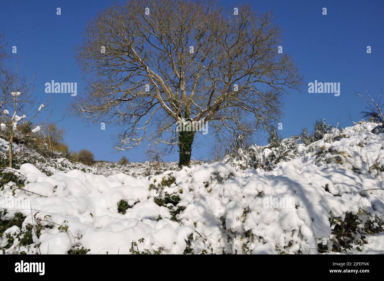 Tree under the snow in Brittany Stock Photo - Alamy