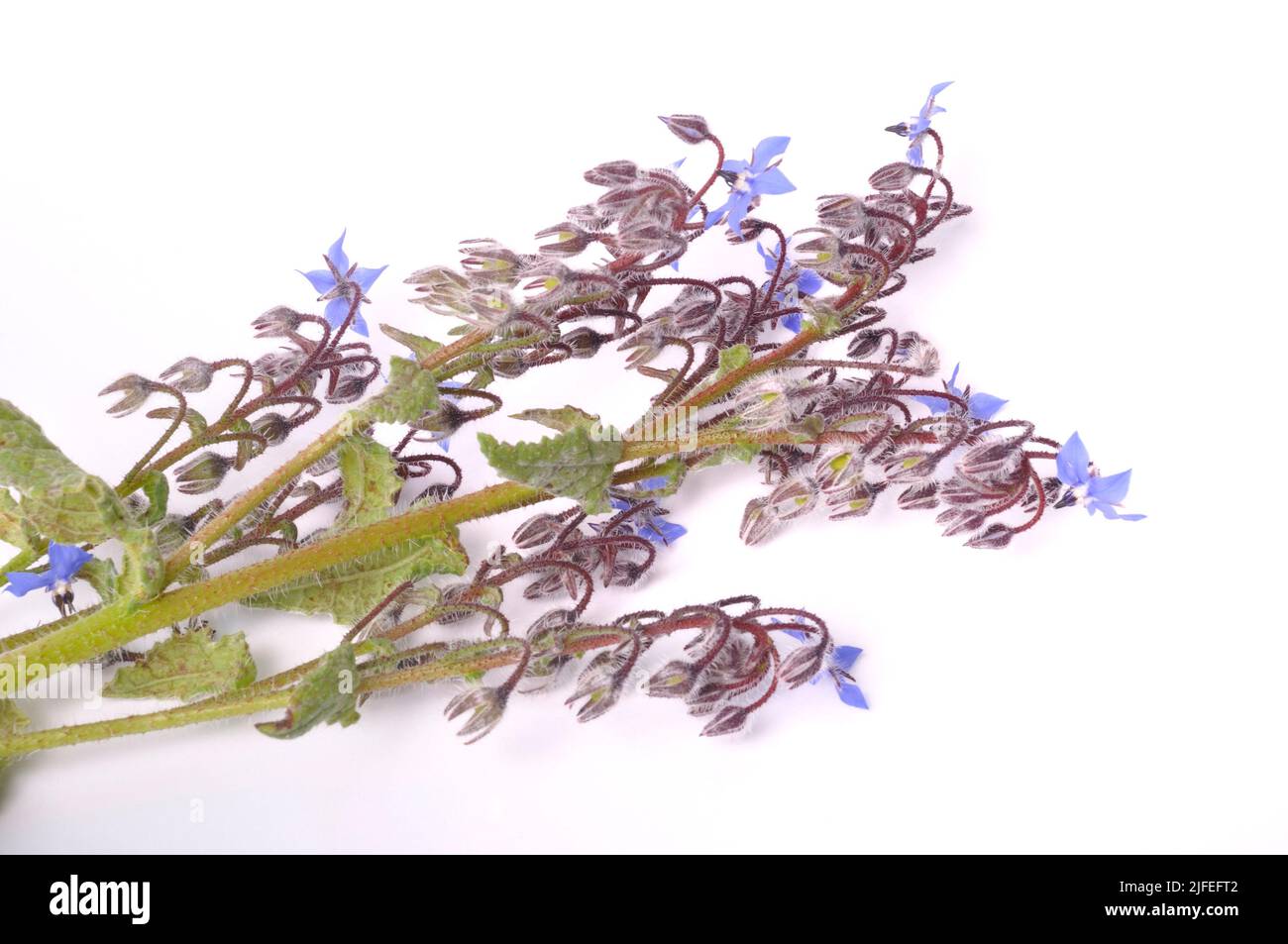 borage on a white background Stock Photo - Alamy