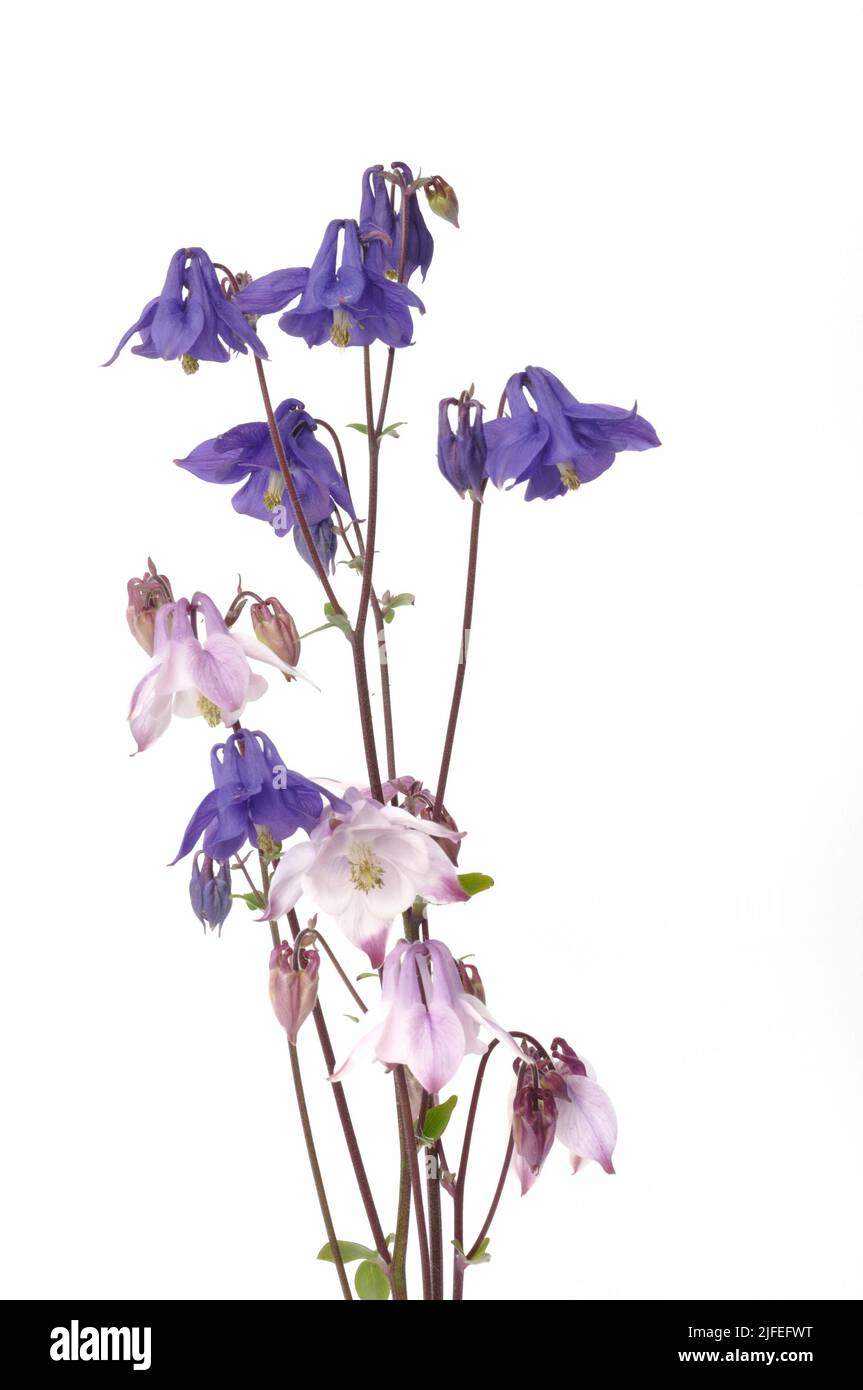columbines on a white background Stock Photo - Alamy
