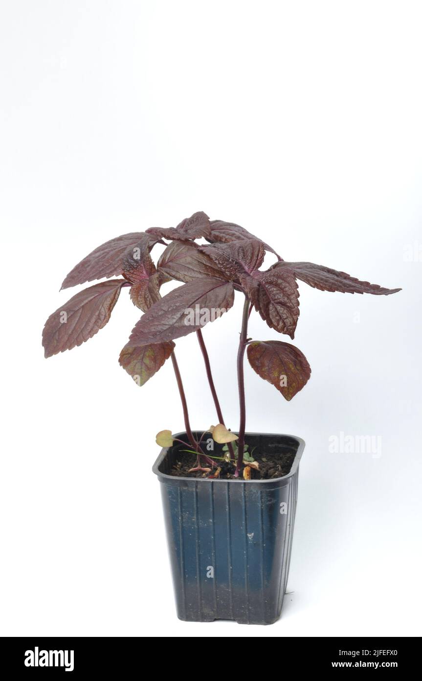 Perilla shiso on a white background Stock Photo - Alamy