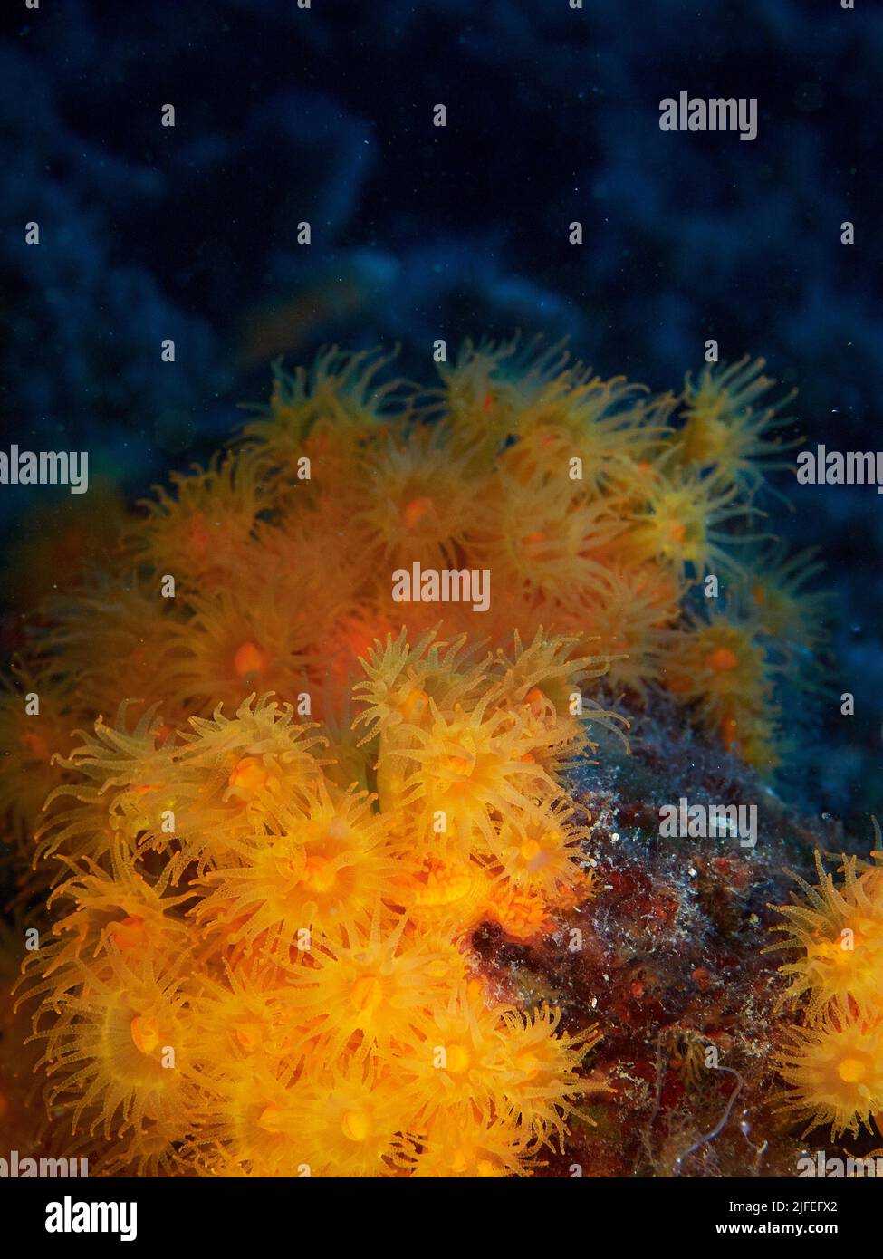 Isolated orange coral polyp (Astrides calycularis Stock Photo - Alamy