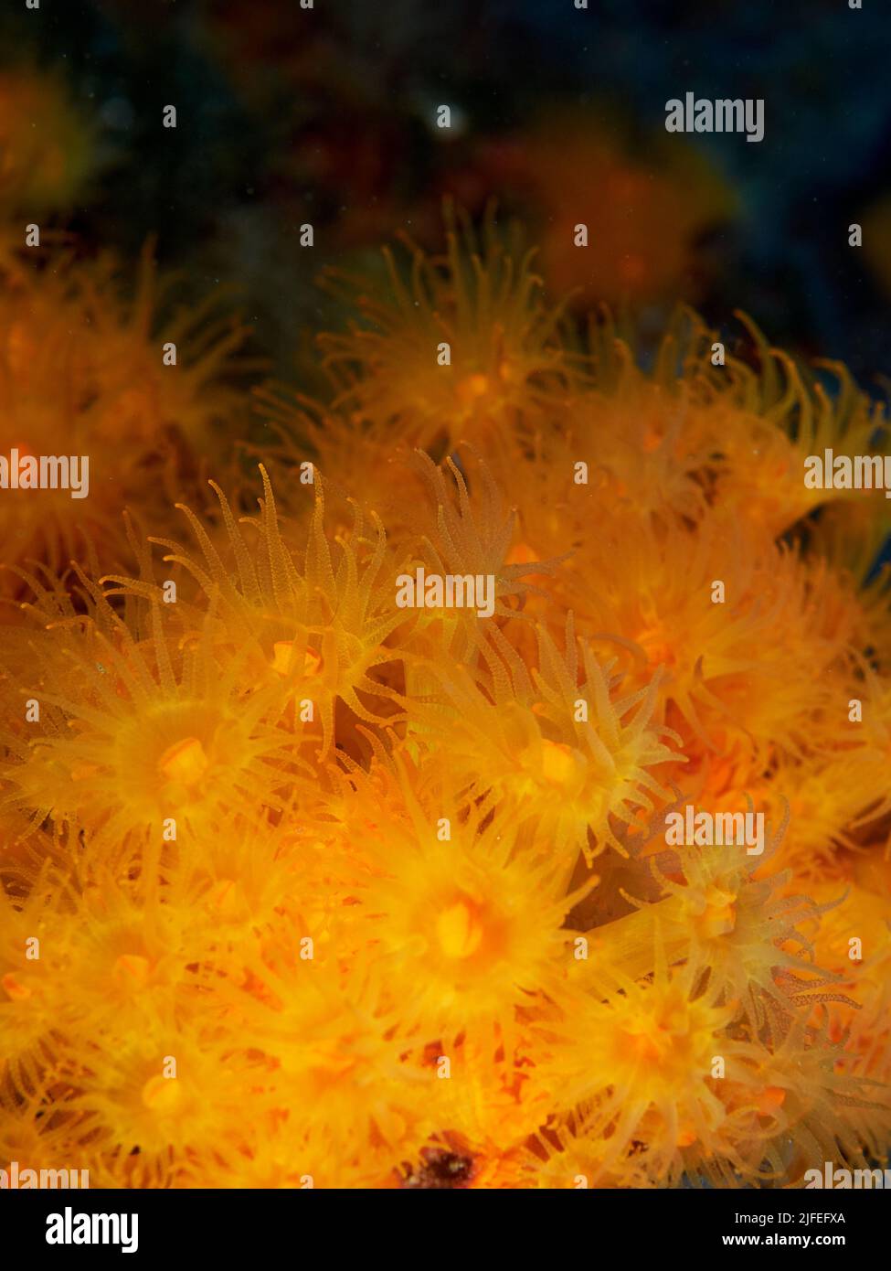 Isolated orange coral polyp (Astrides calycularis Stock Photo - Alamy