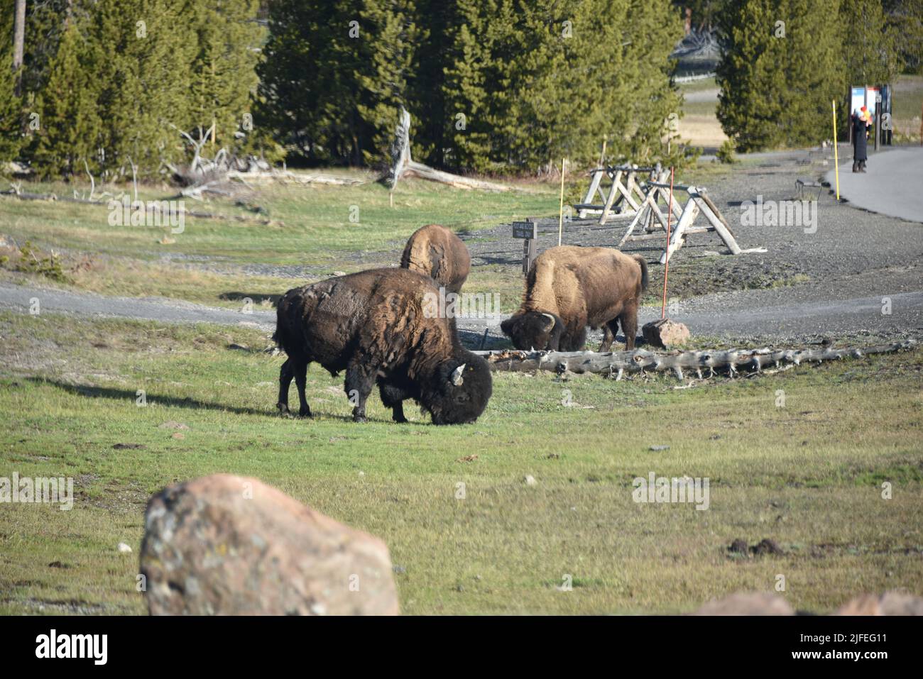 Yellowstone National Park, U.S.A. 5/21-24/2022. American Bison. 5,000 ...