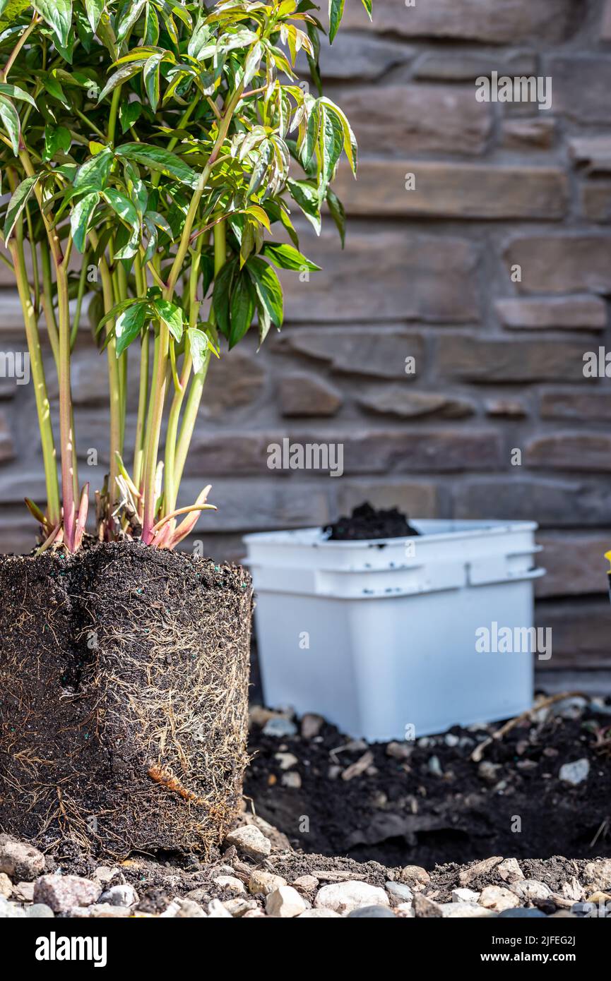 Transplanting a root bound potted plant to a newly dug hole in rocked ...