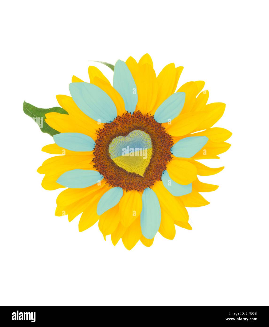 one bight sunflower Stock Photo - Alamy