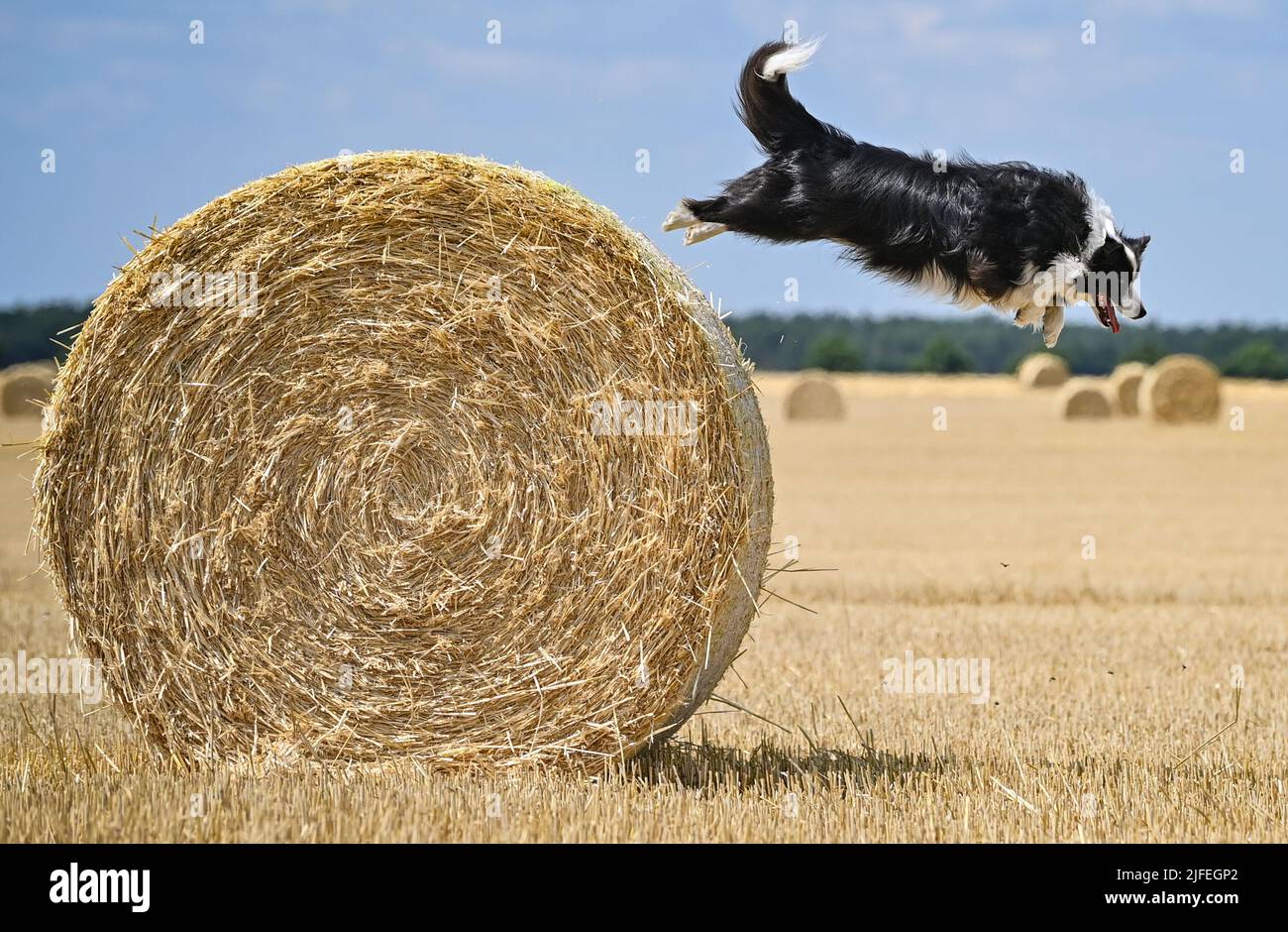Sieversdorf, Germany. 02nd July, 2022. A dog of the Border Collie breed ...