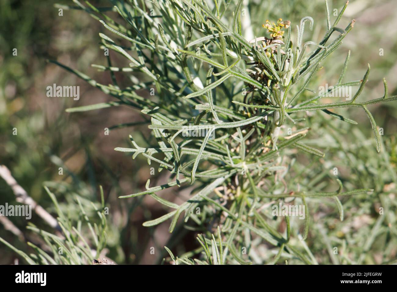 Green simple alternate revolute entire trichomatic lobately filiform ...