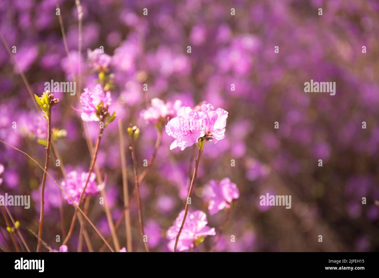 Purple labrador tea flowers on blur background. Pink wild rosmary ...