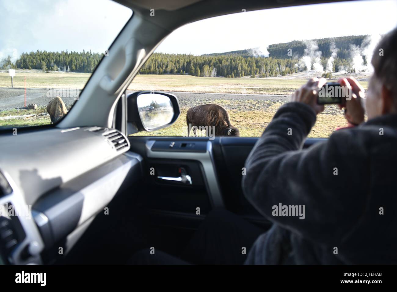 Yellowstone National Park, U.S.A. 5/21-24/2022. American Bison. 5,000 ...