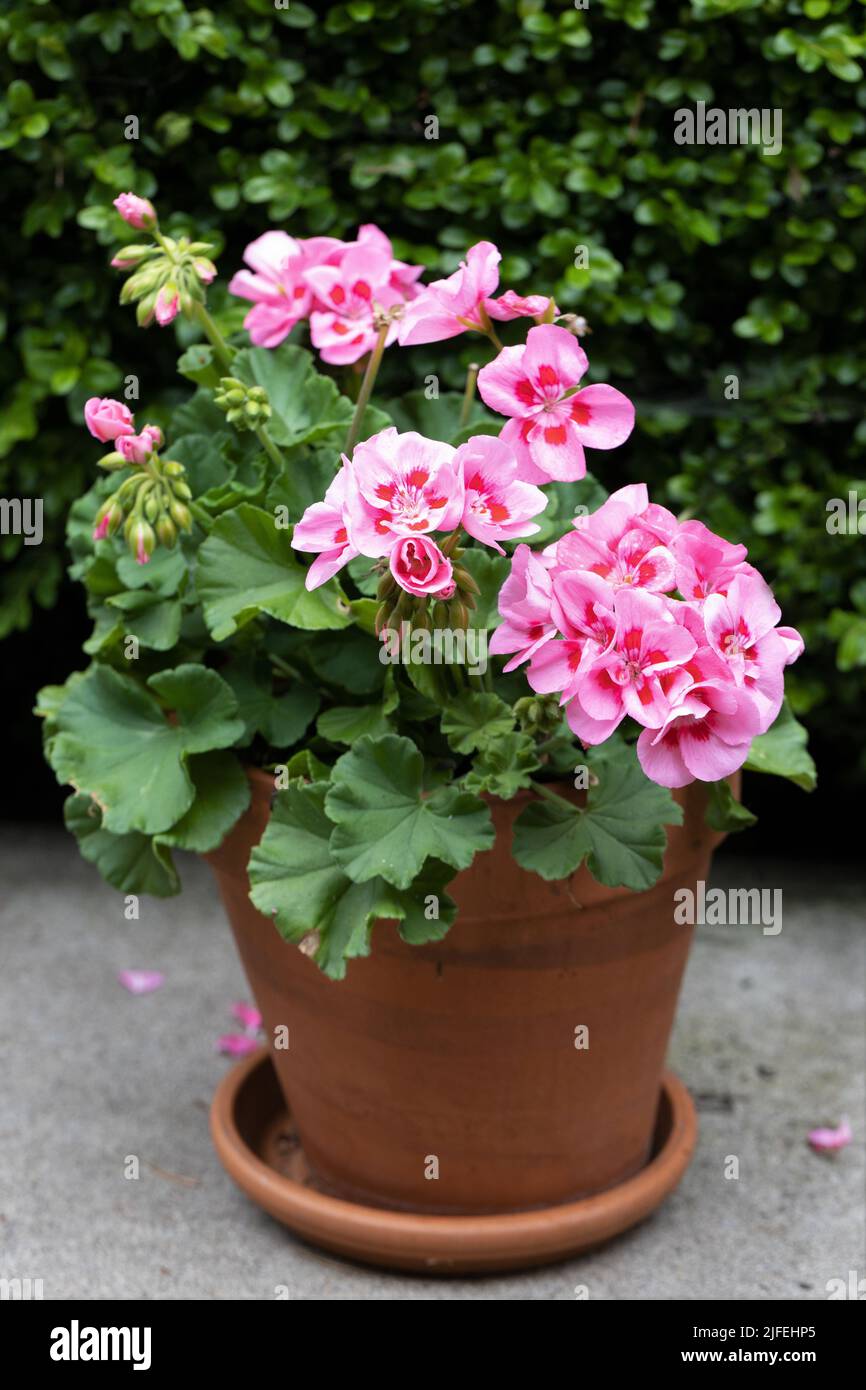 Flowering Calliope medium pink flame geranium plant in a clay pot ...