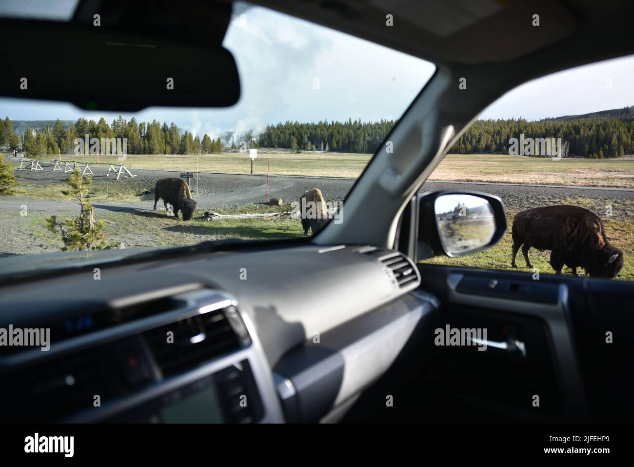Yellowstone National Park, U.S.A. 5/21-24/2022. American Bison. 5,000 ...