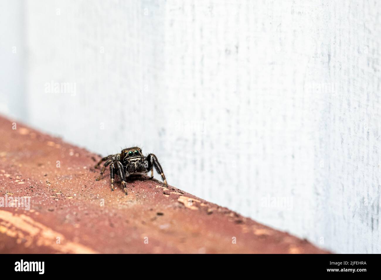 Hyllus semicupreus Jumping Spider. small jumping spider Stock Photo - Alamy