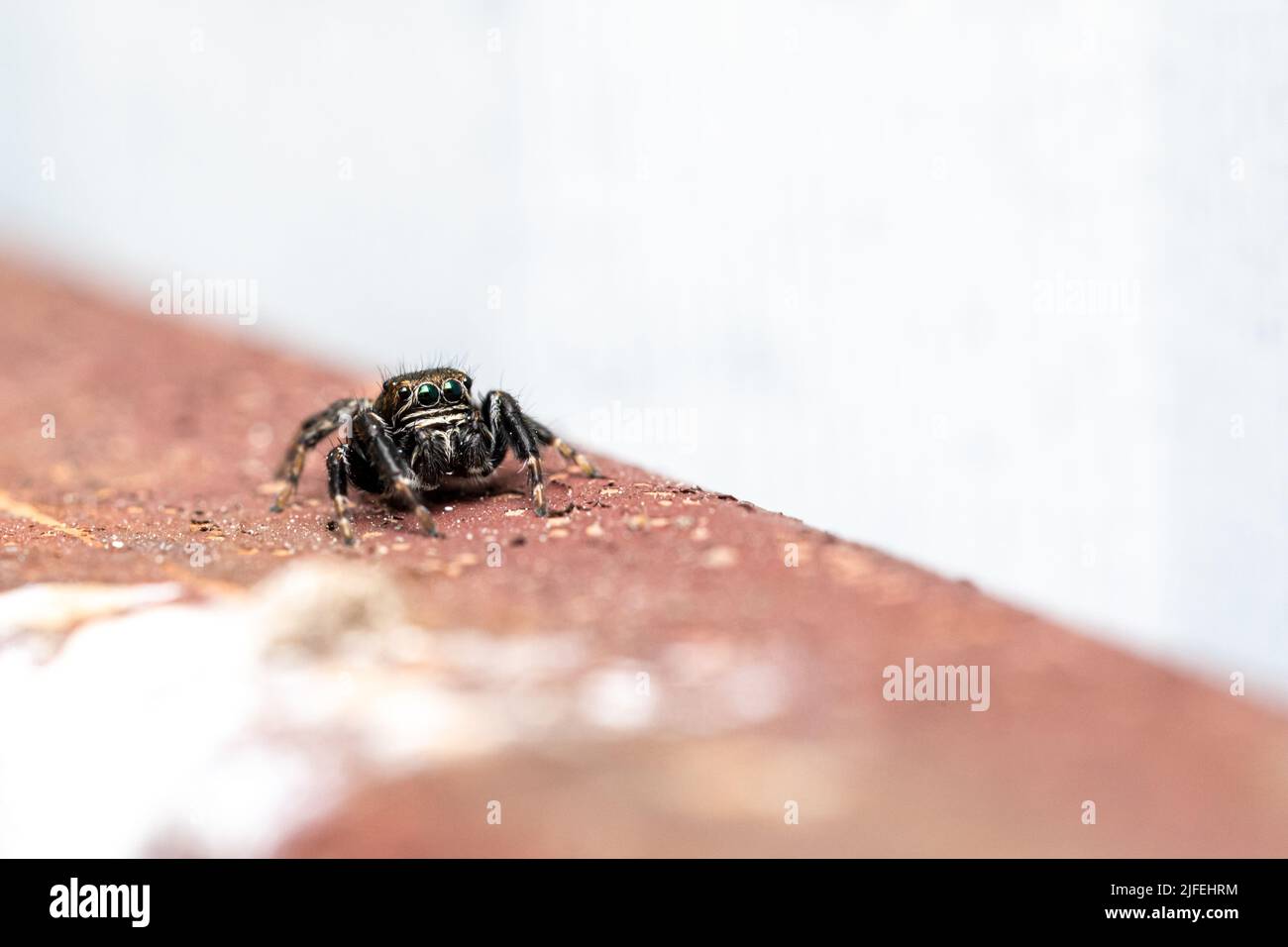 Hyllus semicupreus Jumping Spider. small jumping spider Stock Photo - Alamy