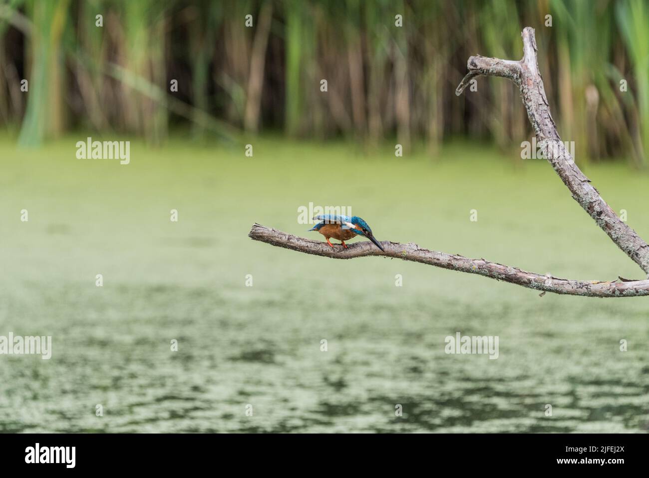 Male kingfisher alcedo atthis hi-res stock photography and images - Alamy