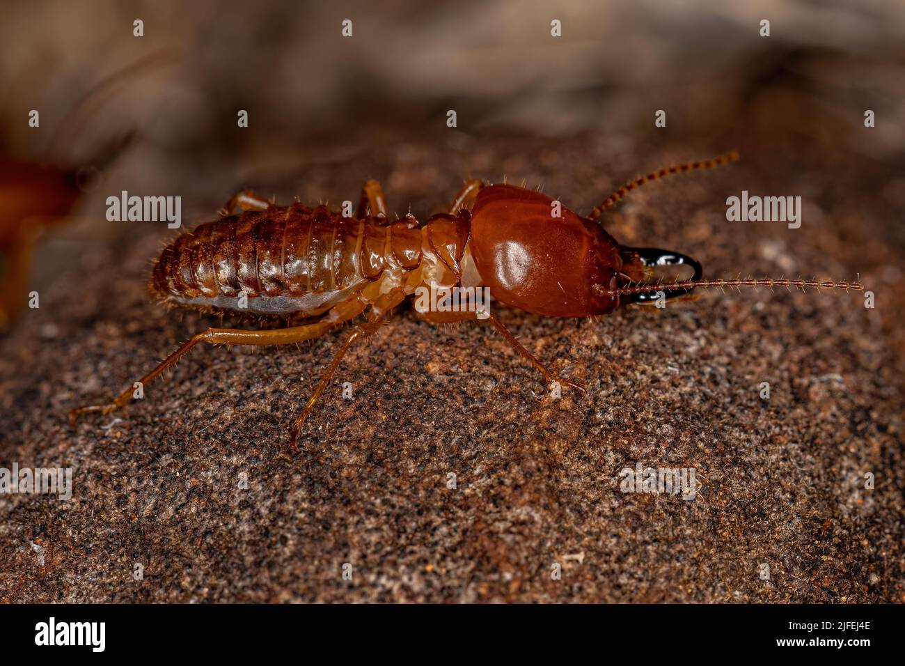 Adult Jawsnouted Termite of the species Syntermes molestus Stock Photo ...