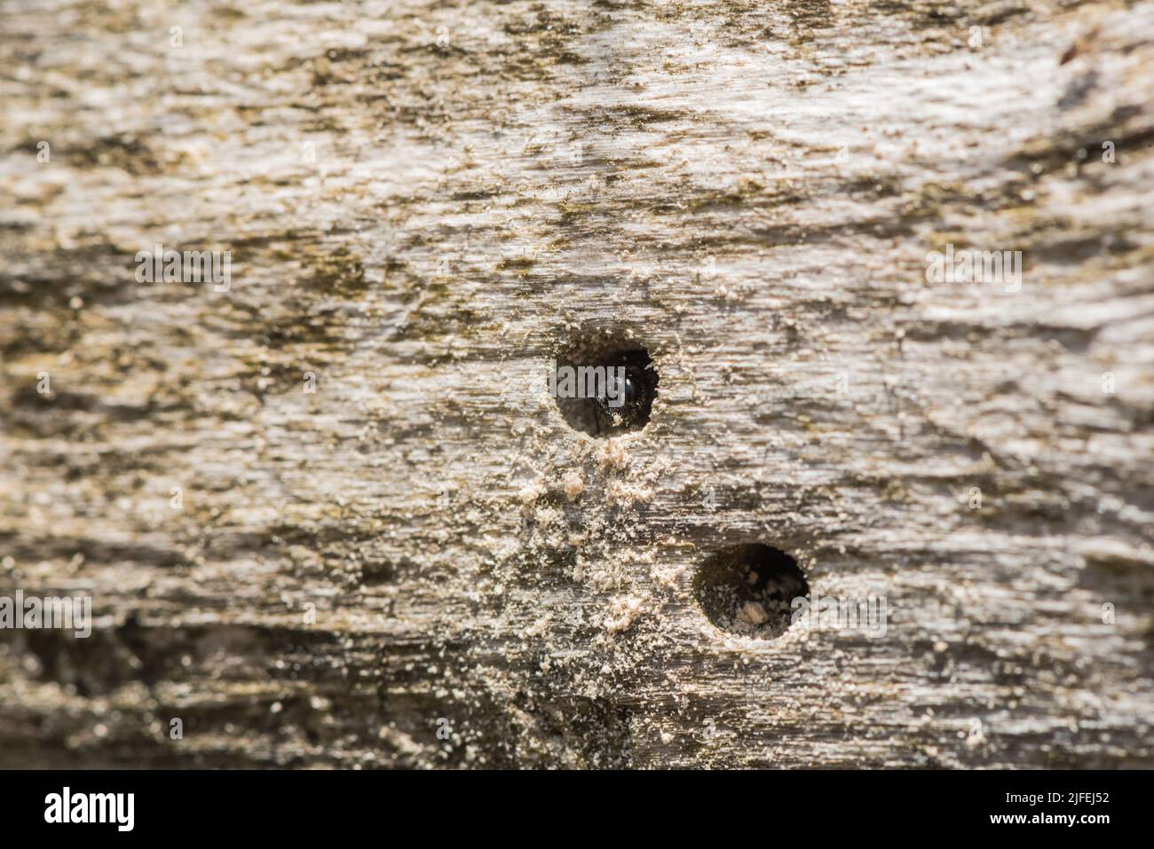 Bee nest log hi-res stock photography and images - Alamy