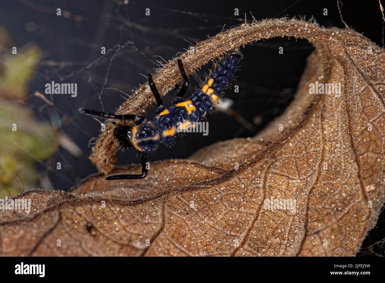 Asian Lady Beetle Larva of the species Harmonia axyridis Stock Photo ...