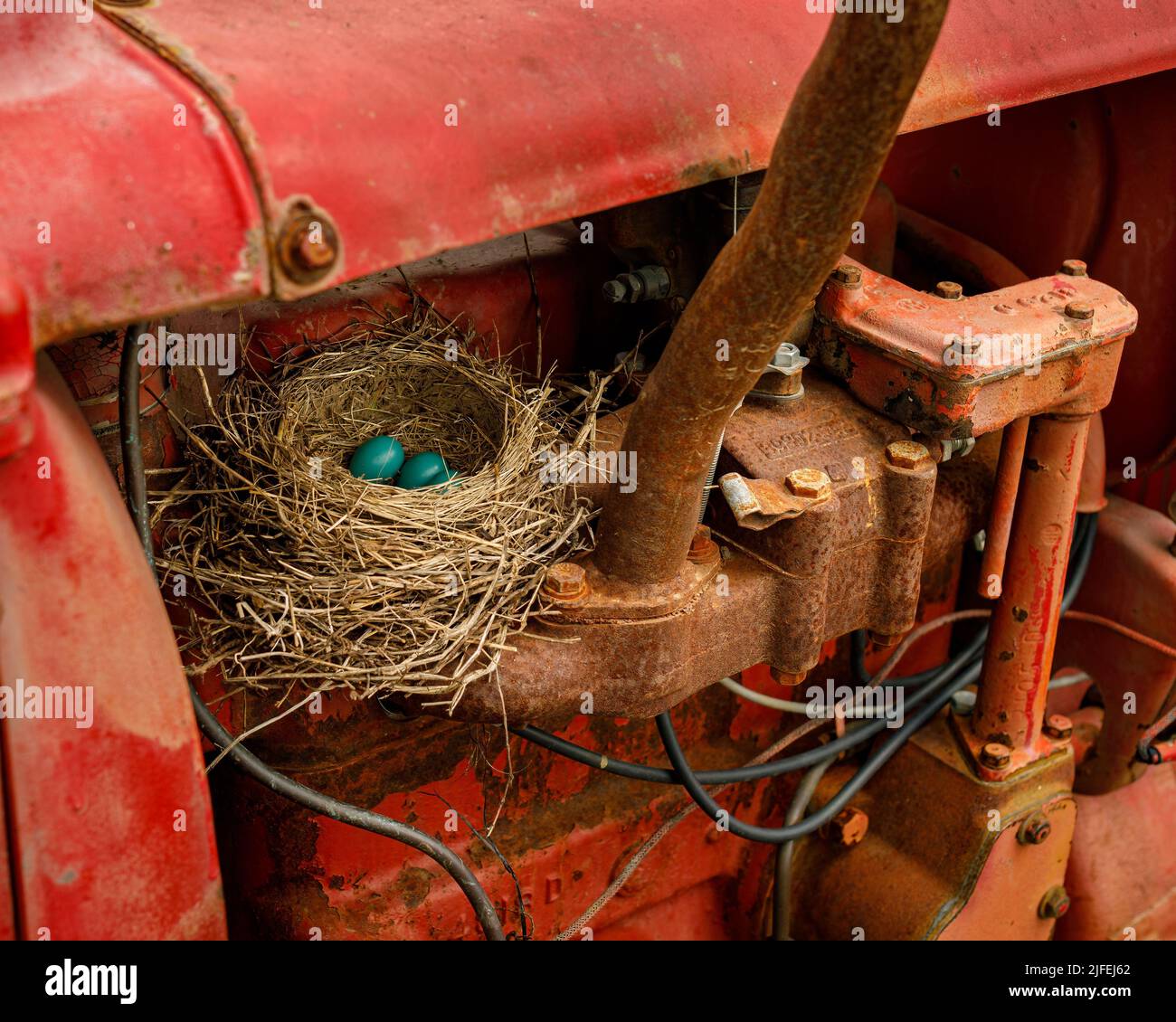 Metal bird nest hi-res stock photography and images - Alamy