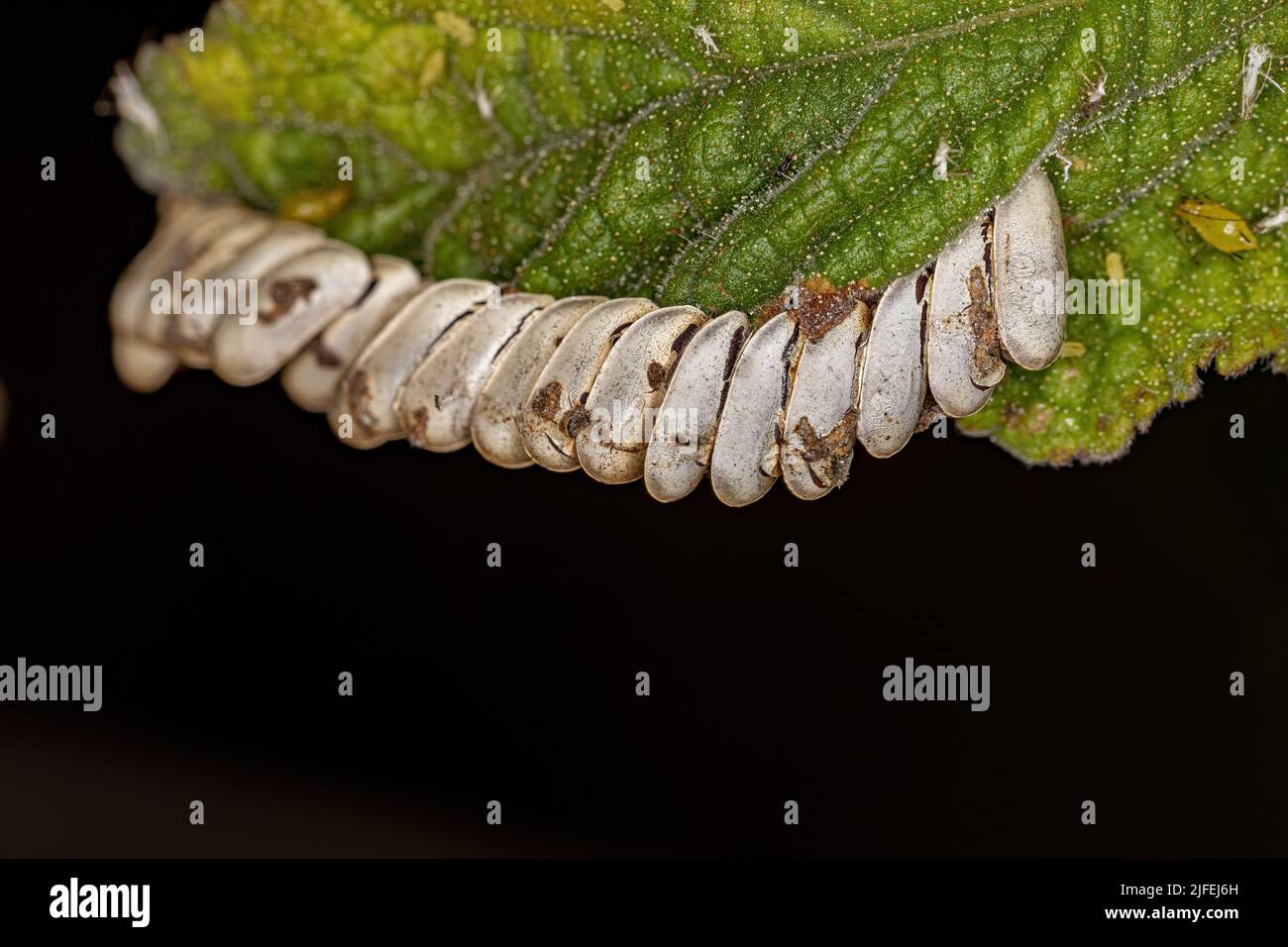 Leaf Katydid hatched Eggs of the Subfamily Phaneropterinae Stock Photo ...